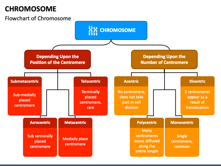 Chromosome PowerPoint and Google Slides Template - PPT Slides
