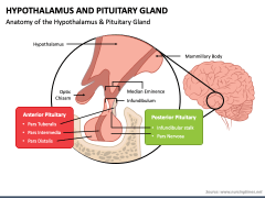 Hypothalamus and Pituitary Gland PowerPoint and Google Slides Template - PPT Slides