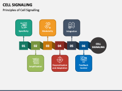 Cell Signaling PowerPoint and Google Slides Template - PPT Slides
